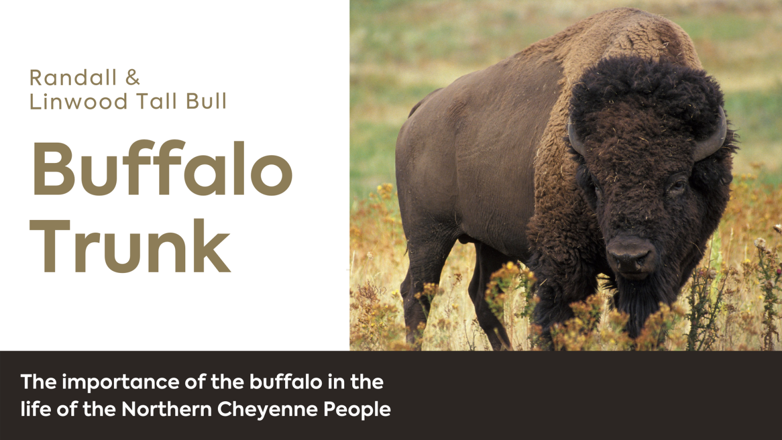 Buffalo Trunk – Ahtove