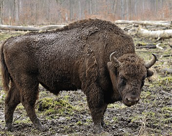 buffalo horn – Ahtove